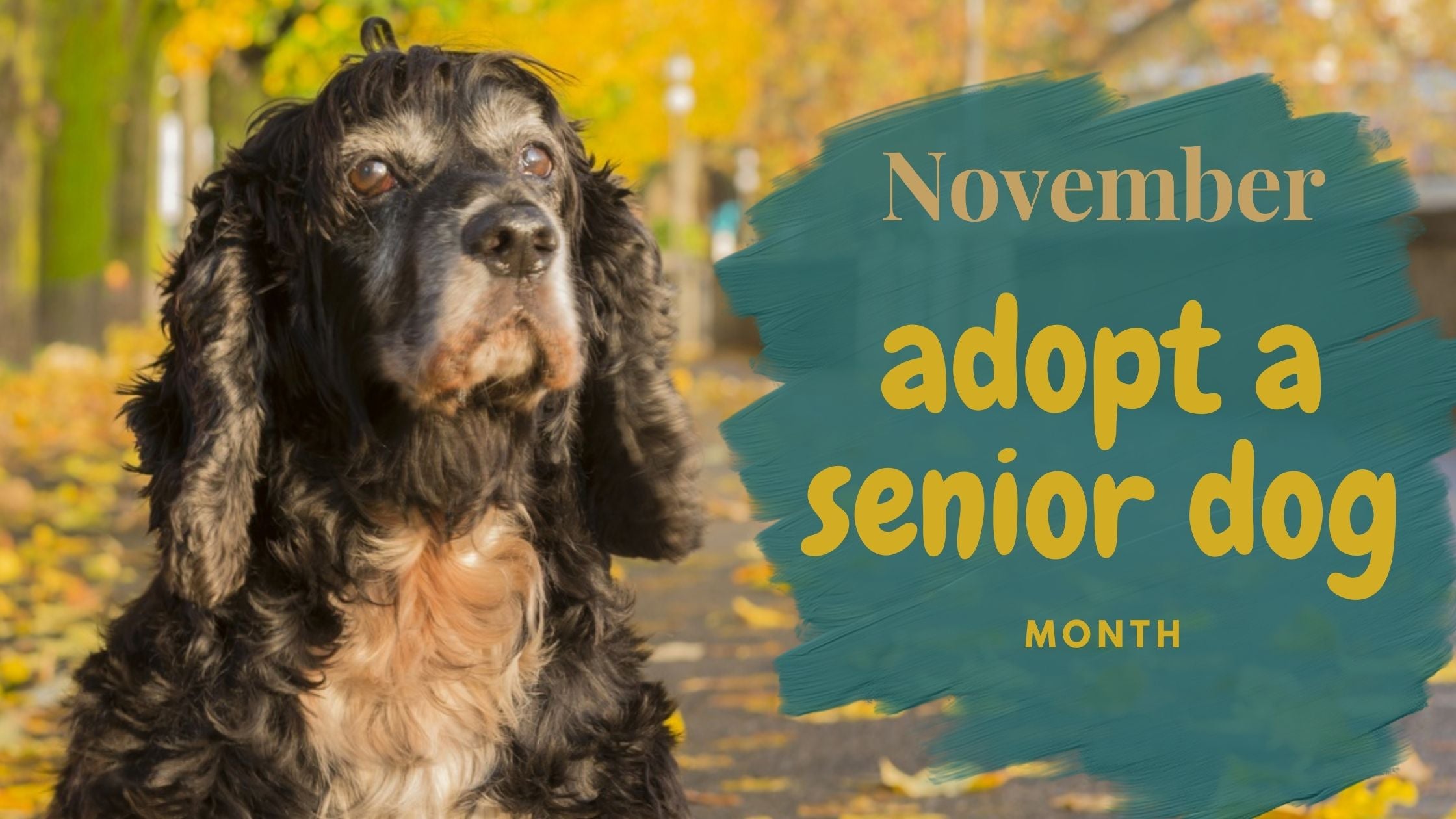 November is Adopt a Senior Dog Month – Emerald Sun Creations